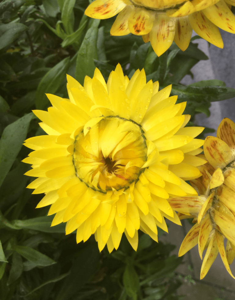 Granvia® Gold | The crispy touch of Xerochrysum