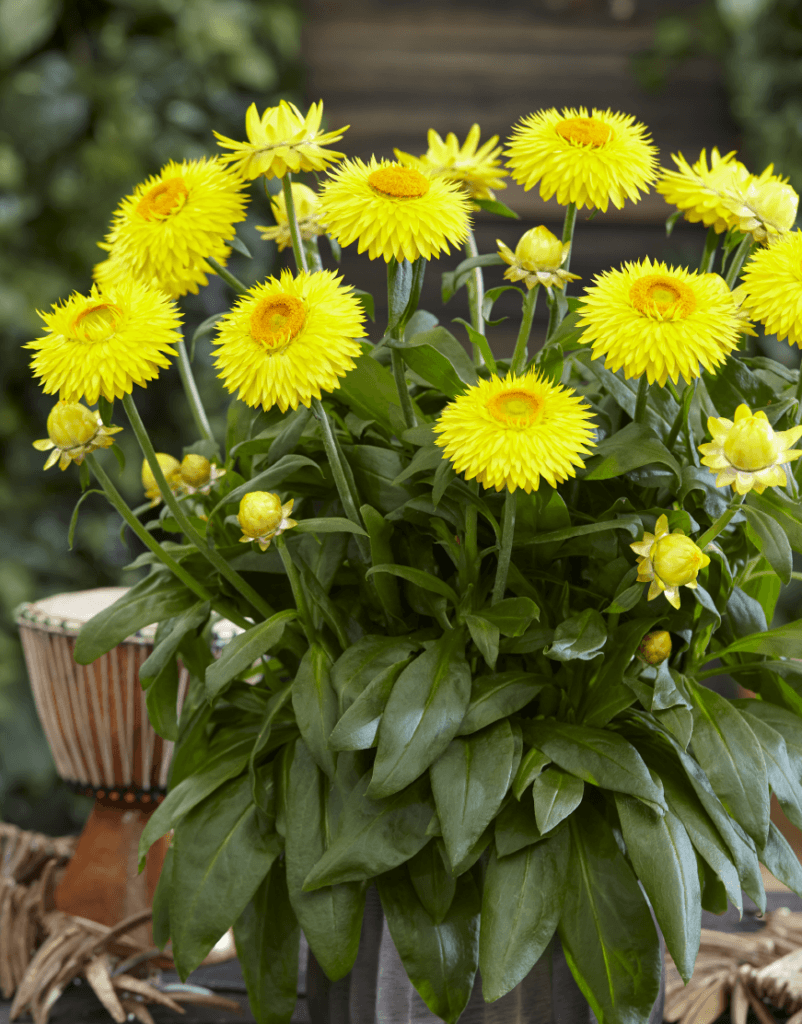 Granvia® Gold | The crispy touch of Xerochrysum