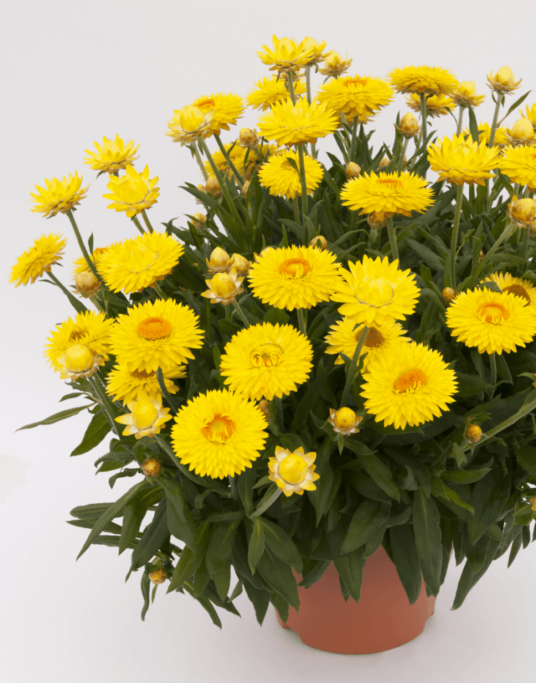 Granvia® Gold | The crispy touch of Xerochrysum