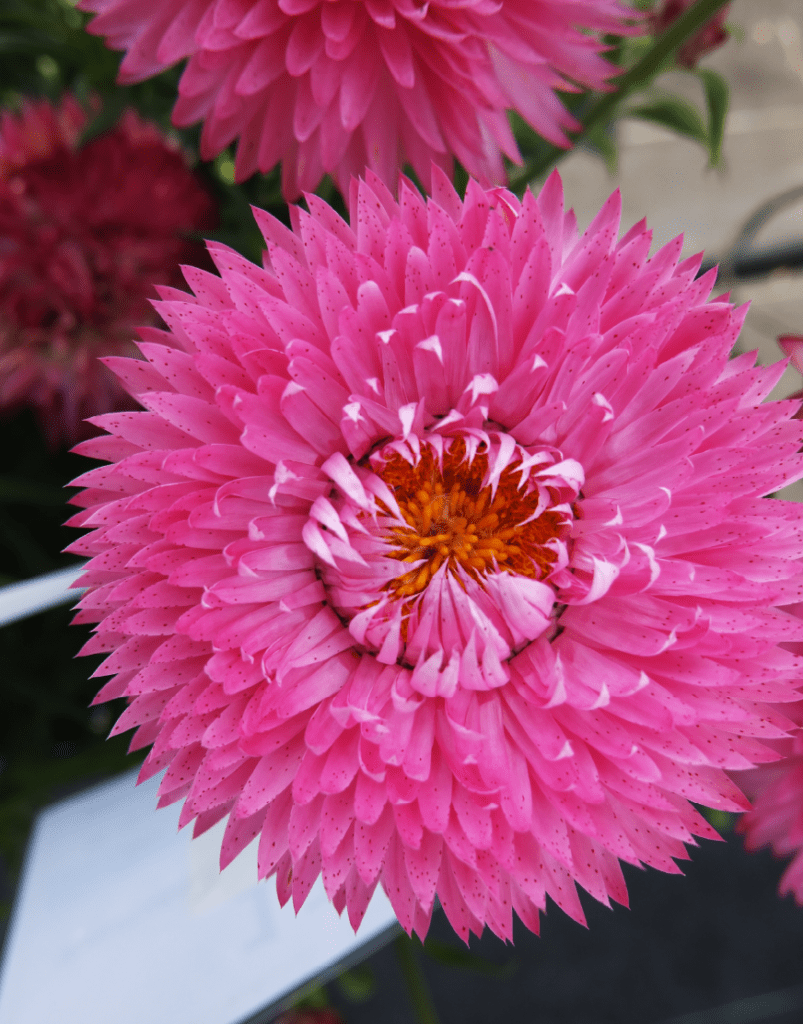 Granvia® Pink Flame | The crispy touch of Xerochrysum