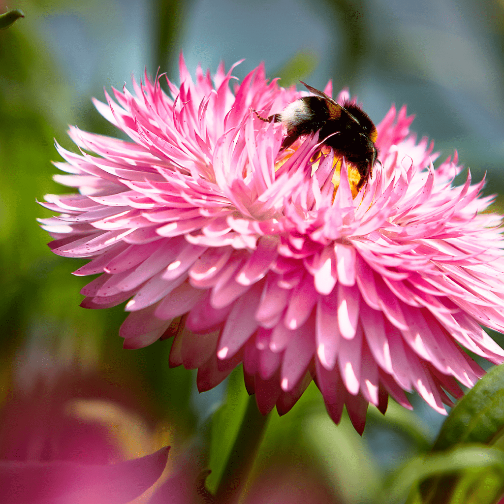 Granvia® Old Pink Flame Compact | The crispy touch of Xerochrysum