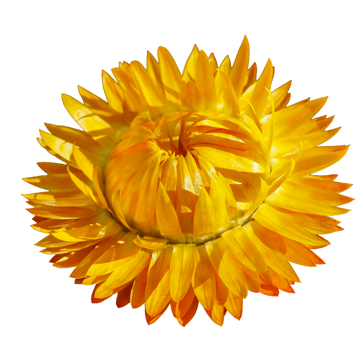 Granvia® Gold | The crispy touch of Xerochrysum