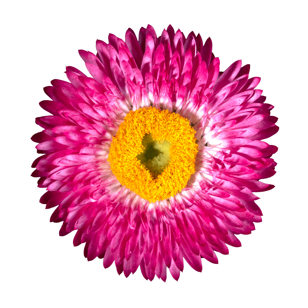 Granvia® Gold | The crispy touch of Xerochrysum