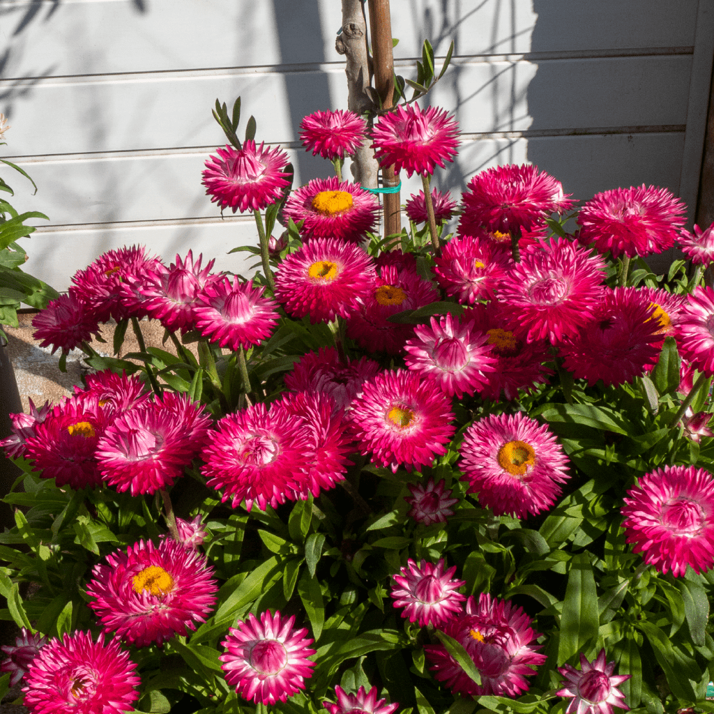 Granvia® Dark Pink Flame | The crispy touch of Xerochrysum
