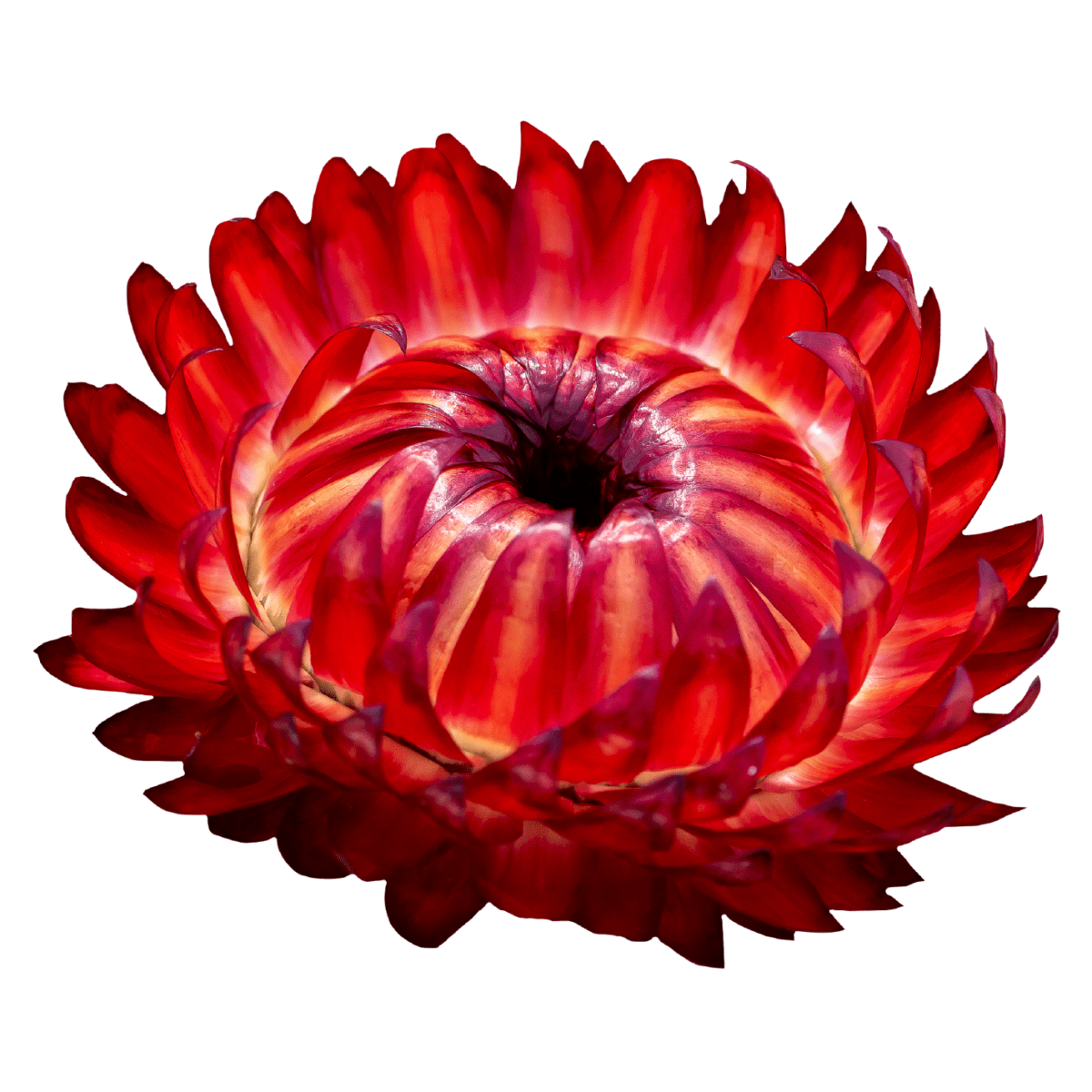 Granvia® Gold | The crispy touch of Xerochrysum