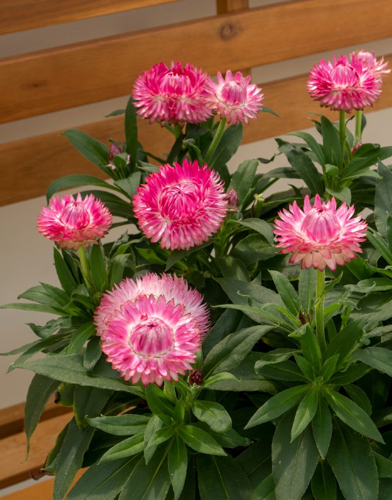 Granvia® Old Pink Flame Compact | The crispy touch of Xerochrysum
