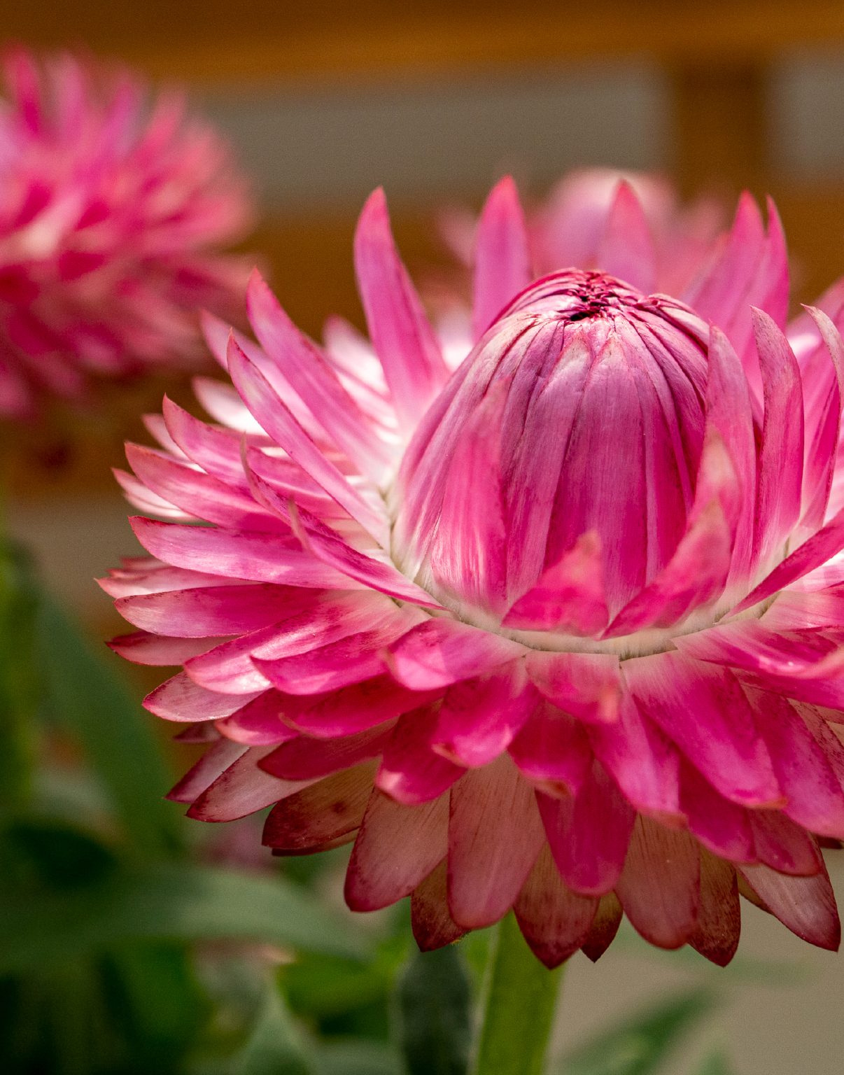 Granvia® Old Pink Flame Compact | The crispy touch of Xerochrysum